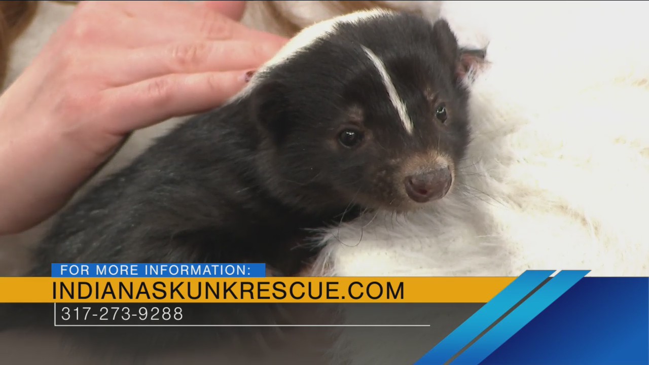 Indy Now, February 13th: Indiana Skunk Rescue – Fox 59