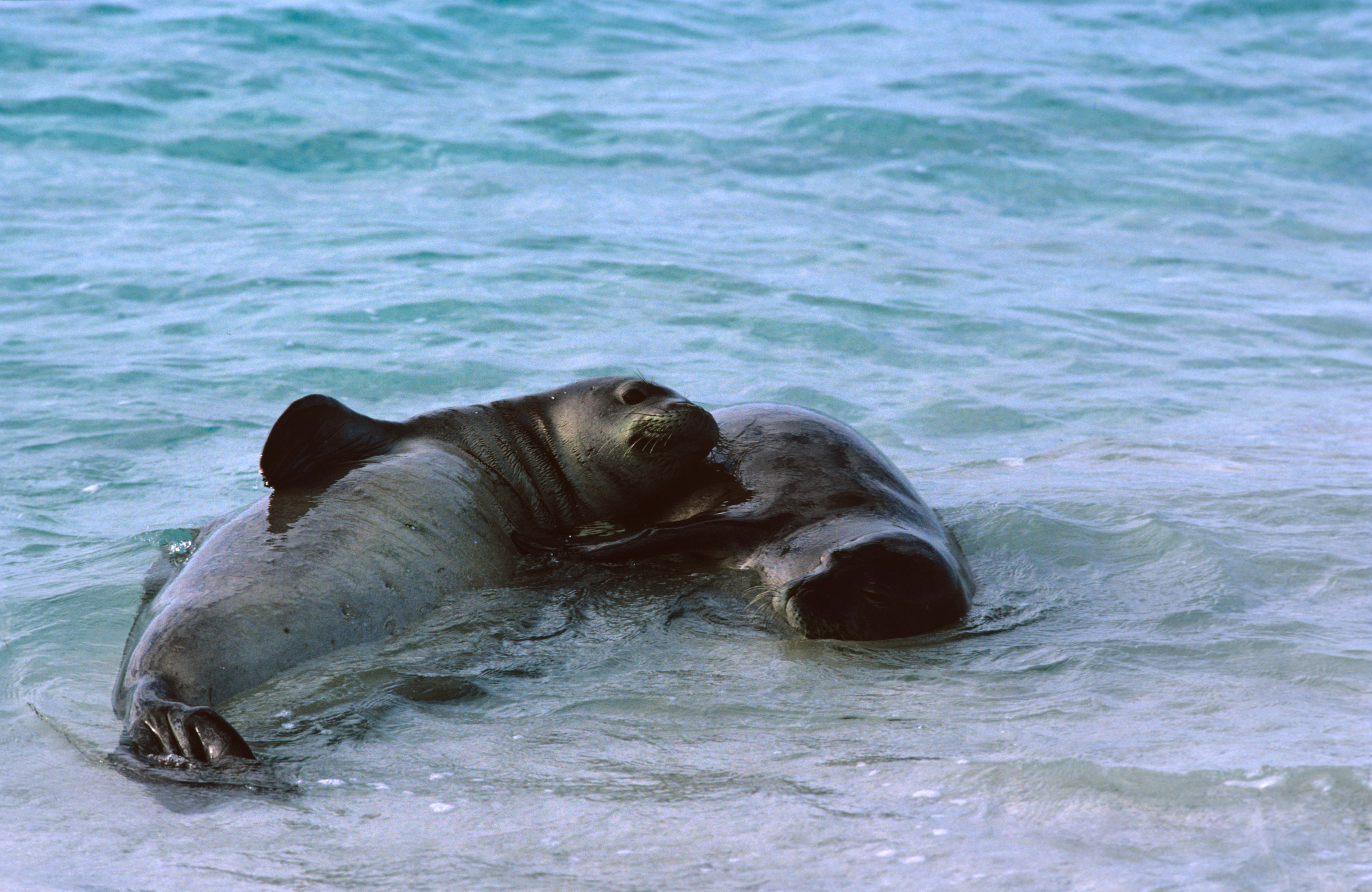 As this disease ravages global seal populations, are our seals safe ...