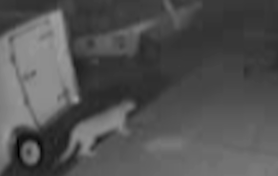 Mountain lion caught on Aloha security camera – KOIN.com