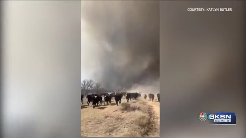 Fires kill livestock in Ford County, wildfires causing large cattle ...