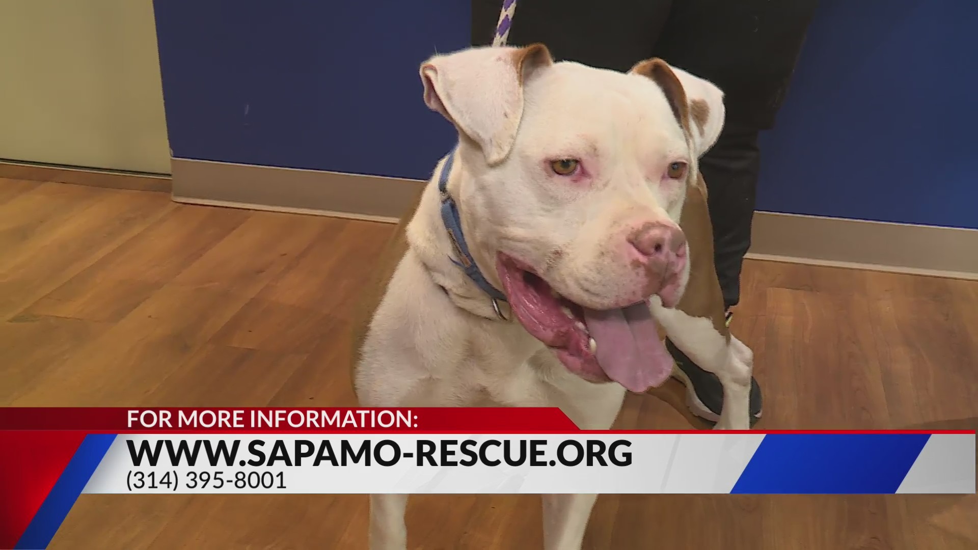 Claim ‘Mambo’ from St. Animal Pet Adoption – FOX 2