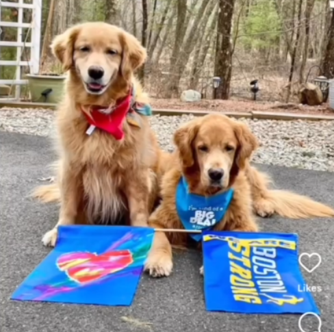 Dozens of Golden Retrievers Honor Late Boston Marathon Dog With Finish ...