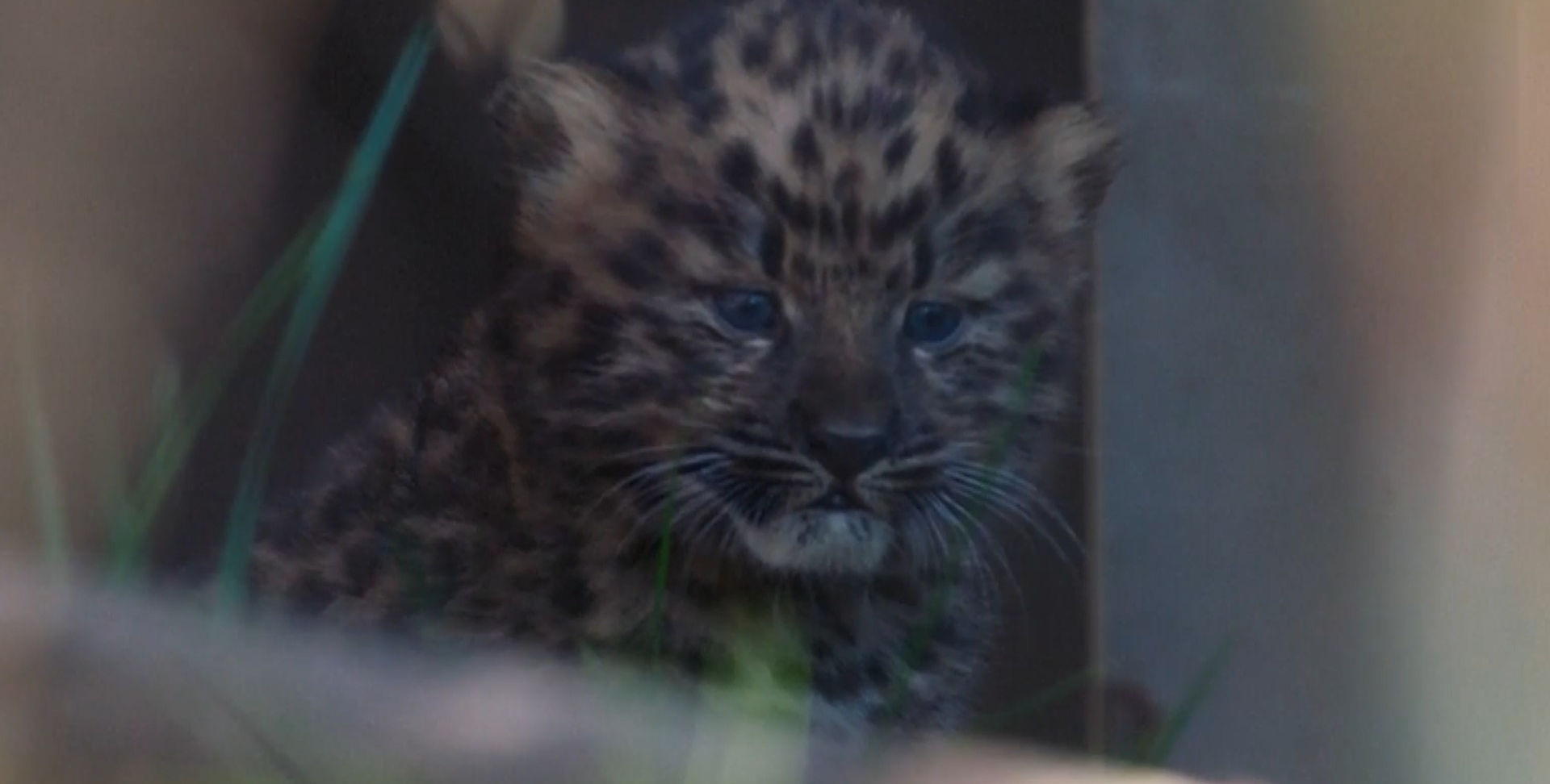 Rare leopard twins born at San Diego Zoo – WNCT