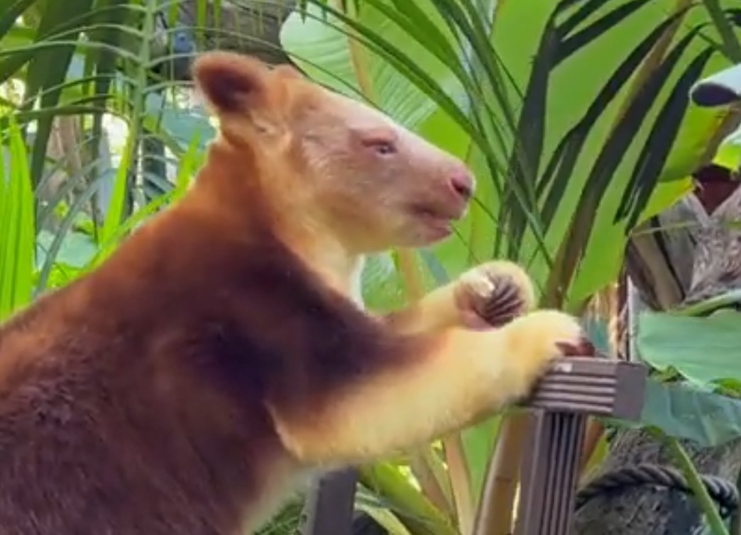Goodfellow’s Tree Kangaroos at Perth Zoo Learn to Have Their Pouches ...