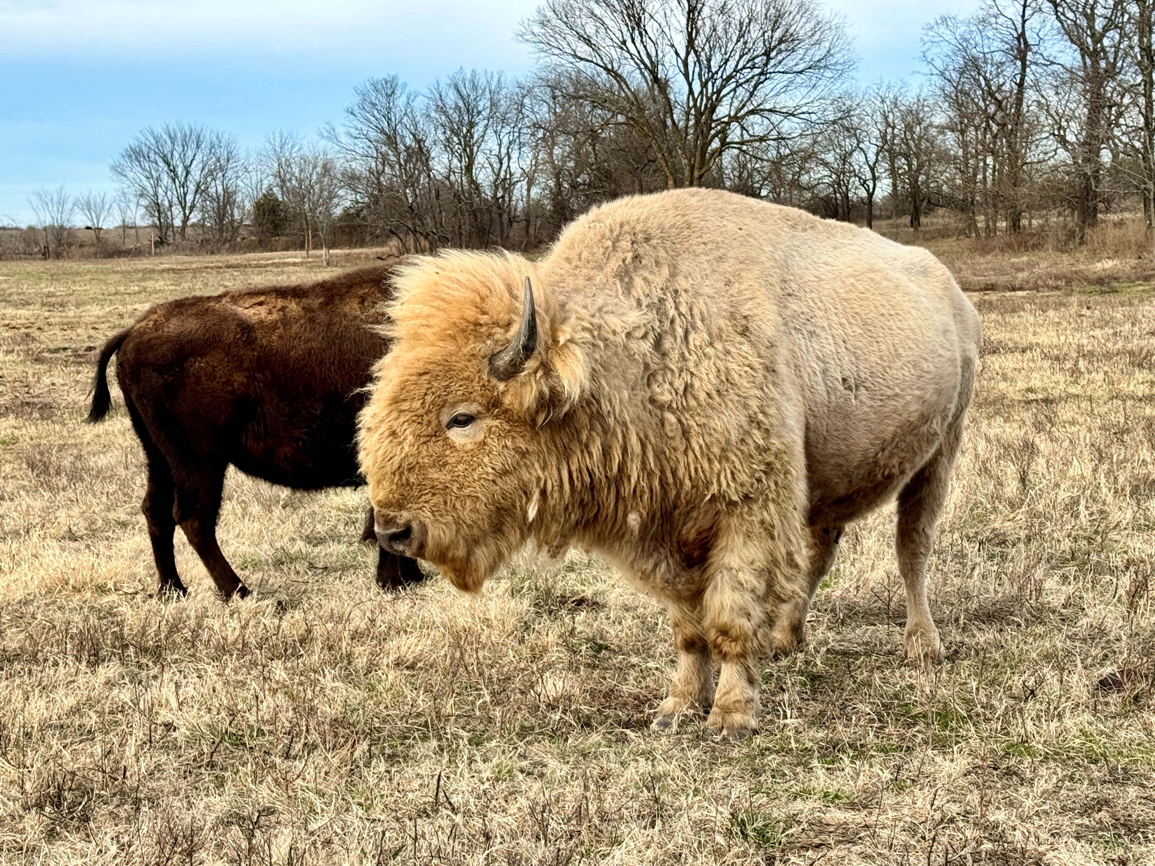 “Extremely Rare” White Buffalo Calls Quapaw Tribal Lands ‘Home ...