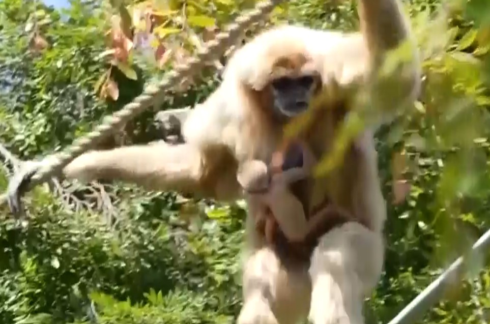 Baby gibbon born at Oakland Zoo – WNCT