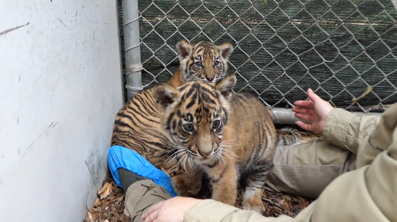 Adelaide Zoo’s Tiger Cubs Get Purr-fect Results at Vet Check – WNCT