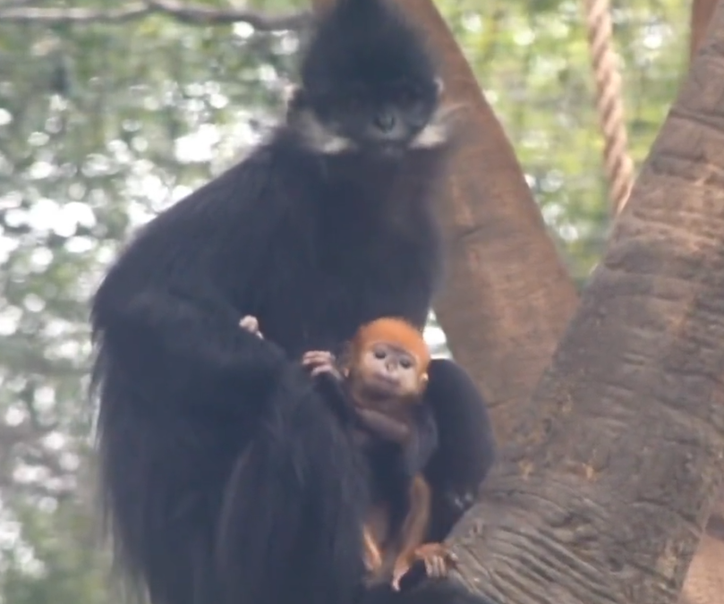 San Antonio Zoo Celebrates Birth of Endangered Francois’ Leaf Monkey – WNCT