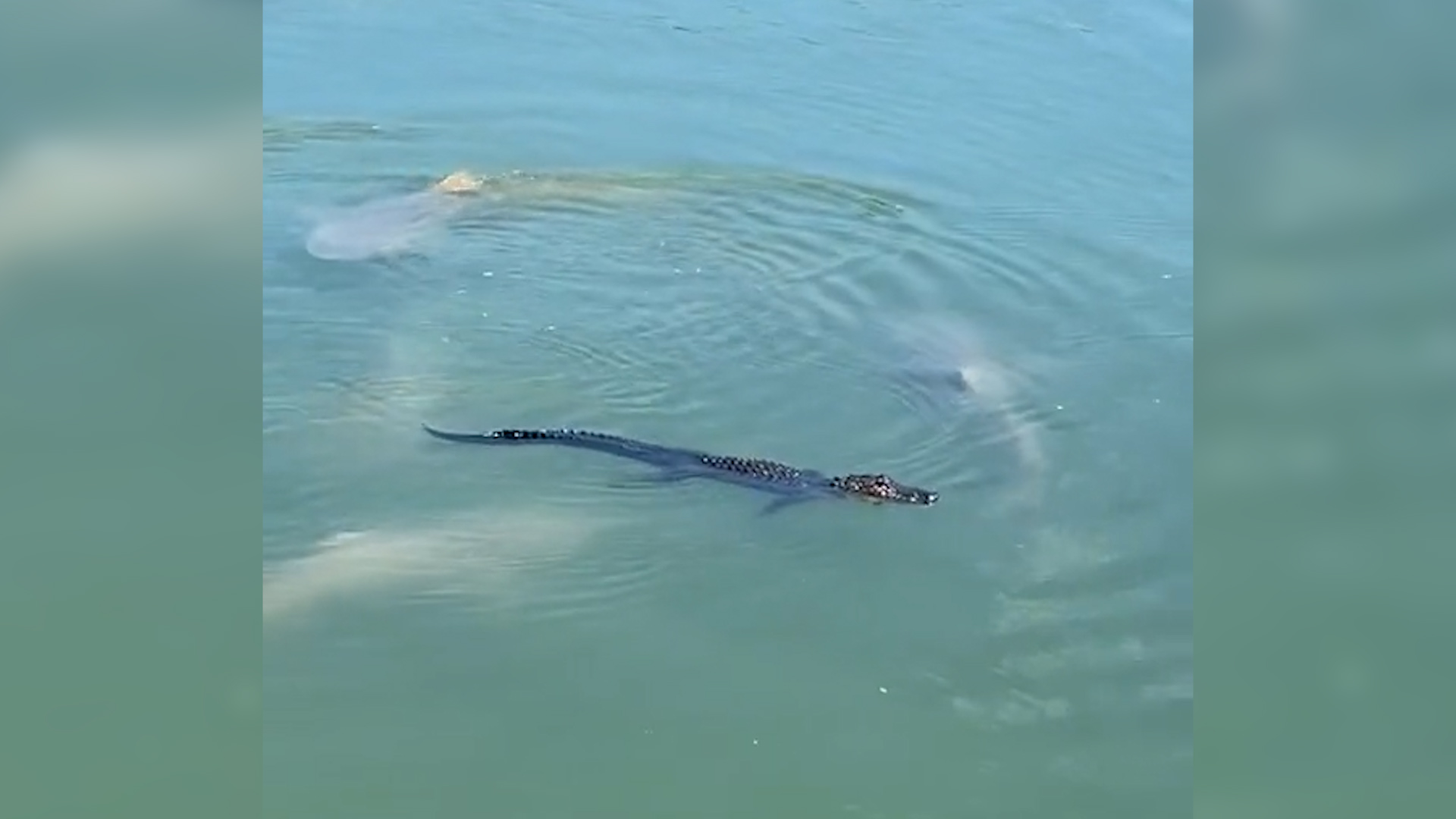 6-foot sharks circle alligator near Jacksonville pier – WFLA