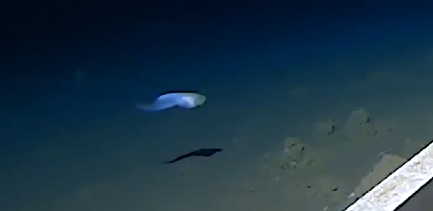 Australian Researchers Find World’s Deepest Fish – WNCT