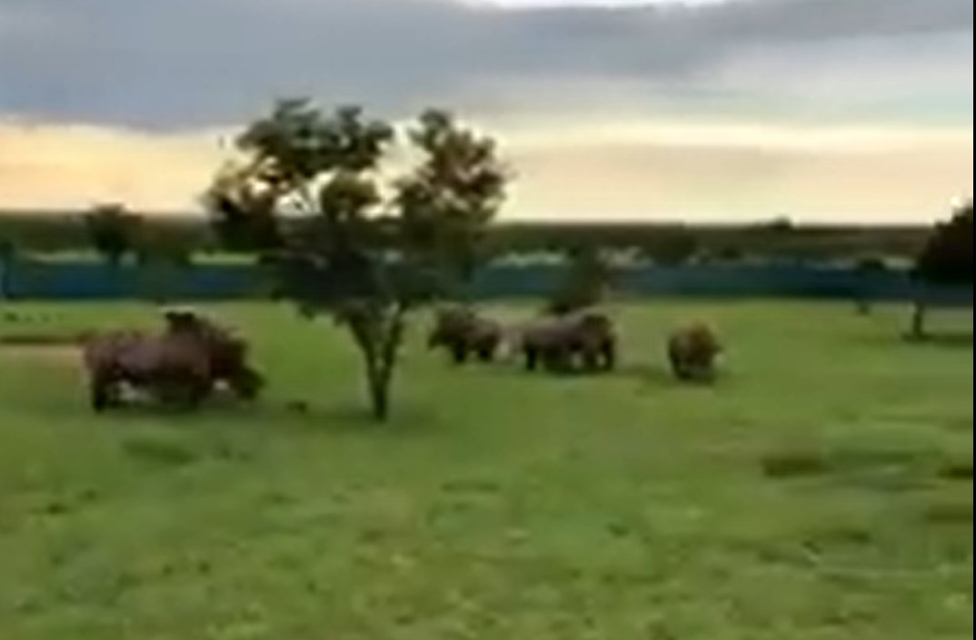 White Rhinos Return to DRC Park After Absence of 17 Years – WNCT