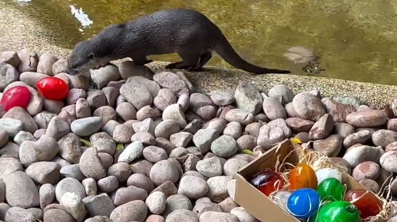 Zoo Otters Get ‘Egg-stra Special’ Treatment For Easter – WNCT