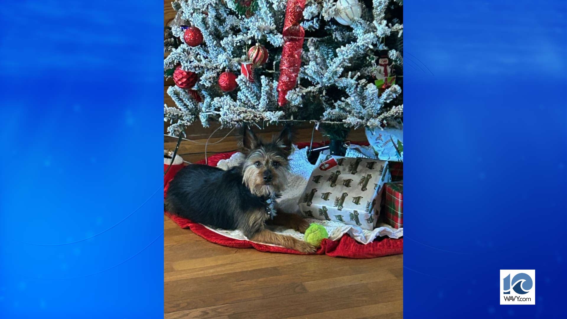 Waggin’ WAVY Wednesday winner Week 2 – WAVY.com