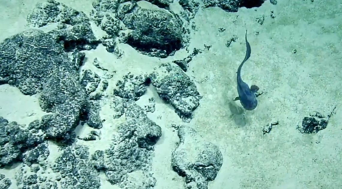Researchers Coo Over ‘Cute’ Snailfish Spotted During Deep Sea ...