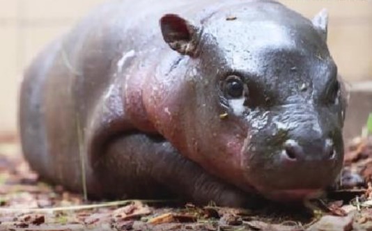 Baby pygmy hippo debuts at zoo in Czech Republic – WNCT