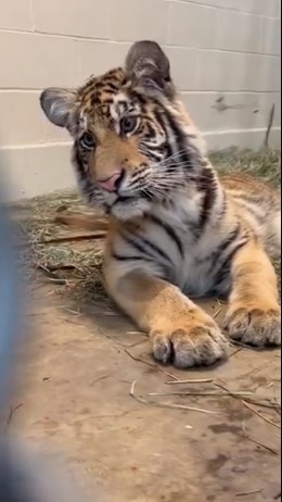 ‘Learning About Her Own Kind’: Rescued Tiger Cub Intrigued by Nature ...