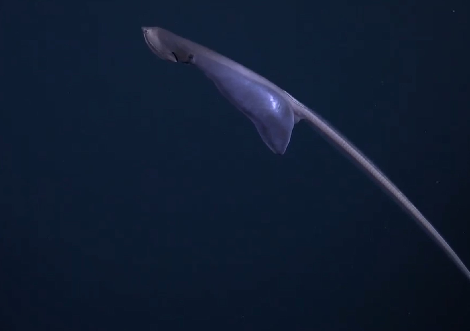 Pelican Eel Seen Just After Eating in Costa Rica Deep Dive – WNCT