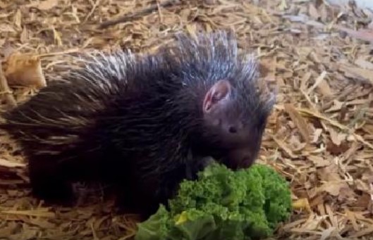 Baby porcupine born at zoo in England – WNCT