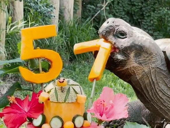 Galapagos Tortoise Celebrates 57th Birthday in Style at Australian Zoo ...