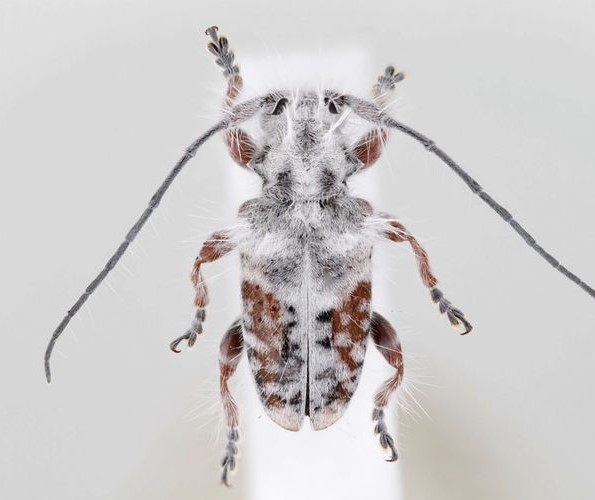 Researcher Discovers New ‘Fluffy’ Beetle in Australia After Almost ...