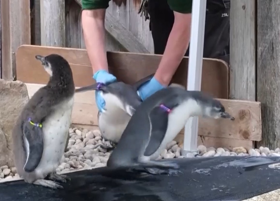 Baby penguins swim for the first time at zoo in London – WNCT