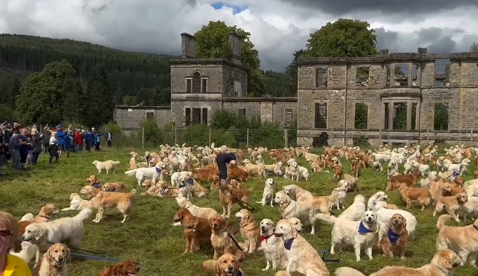 Hundreds of Golden Retrievers Congregate at Celebration of Breed’s ...
