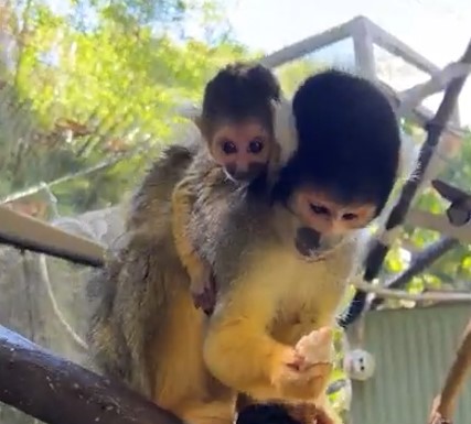 ‘Baby Boom’: Perth Zoo Welcomes Births of Spider Monkeys and Tree ...