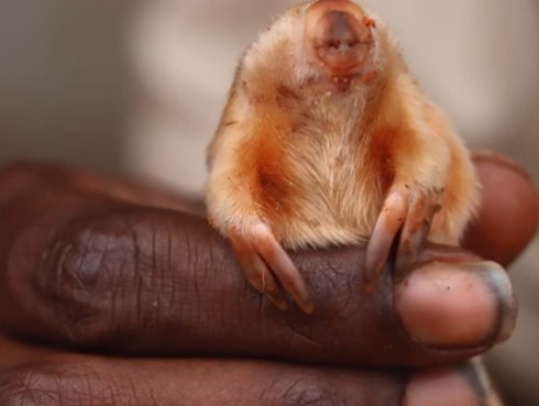 Elusive Marsupial Mole Spotted in Western Australian Desert – WNCT