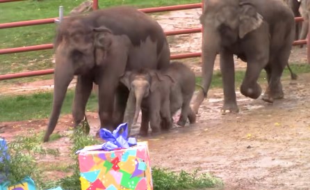 Syracuse Zoo Throws Birthday Party for 1-Year-Old Elephant ‘Miracle ...