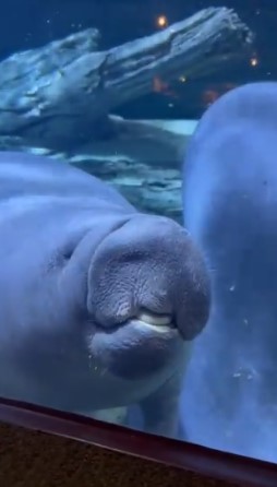 Goofy Manatee Squishes Face Against Aquarium Glass – WNCT