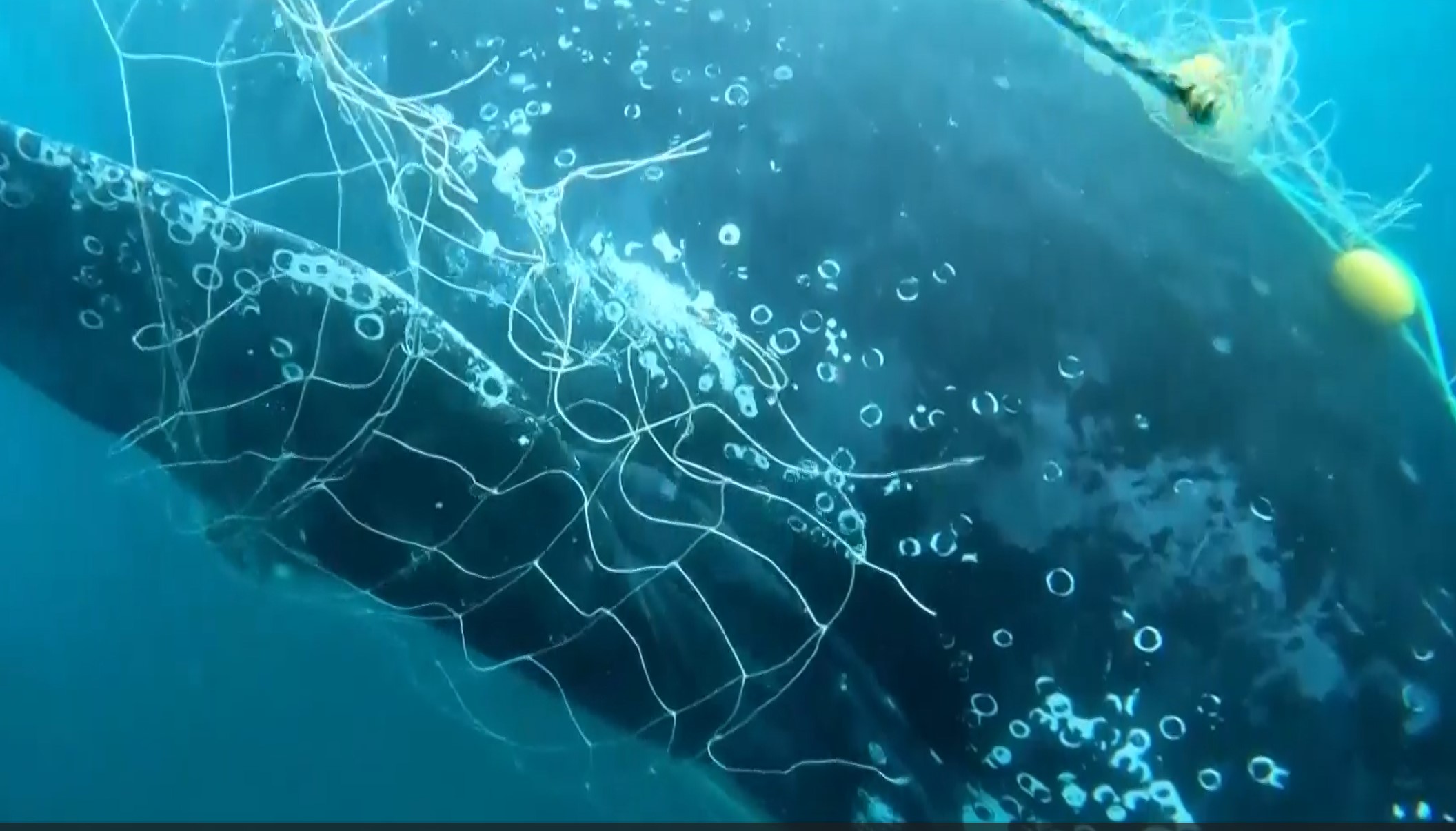 Rescuers free humpback whale stuck in net off coast of Australia – WNCT