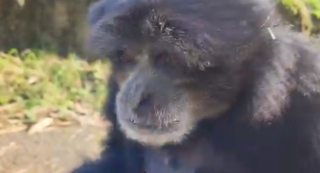 Gibbon Celebrates 29th Birthday With Fruity Snacks at Washington Zoo – WNCT