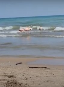 Flamingos Spotted on Wisconsin Beach in Rare Sighting – WNCT