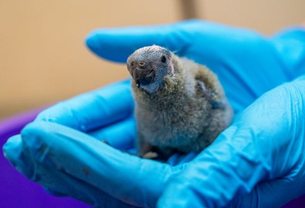 Rare Parrots Born at Chester Zoo Offer ‘New Hope’ for Endangered ...