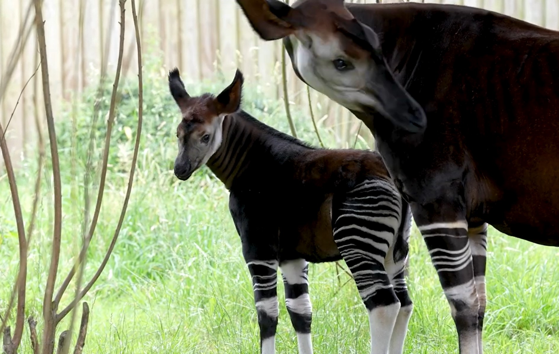 Rare Okapi Calf Ventures Outside at Chester Zoo – WNCT
