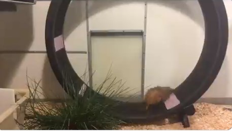 Elderly Armadillo Goes for Spin on Exercise Wheel – WNCT