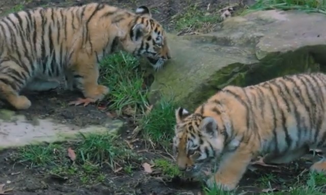 Adorable Tiger Cubs Make First Public Appearance at Cleveland Zoo – WNCT