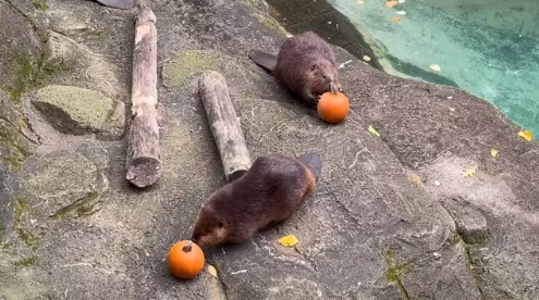 Beavers Snack on Pumpkins at Pittsburgh Zoo – WNCT
