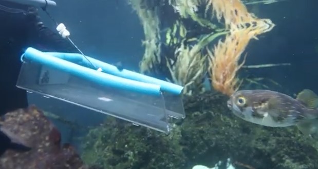 ‘Smart and Curious’ Pufferfish Learns to Swim Onto Platform for Health ...
