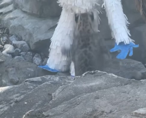 Snow Leopards Wary of Yeti Intruder in Zoo Enclosure – WNCT