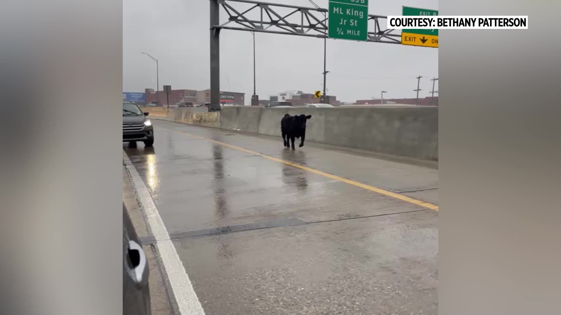 Cow runs along US-131 S-Curve in Grand Rapids – CBS 42